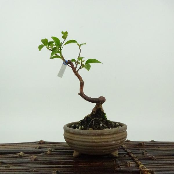 樹種 　姫沙羅　ヒメシャラ　(ツバキ科ナツツバキ属：落葉樹)サイズ 　樹高　約14センチ　横幅　約8センチ　奥行　約5センチ　幹太　約0.5センチ撮影日 　撮影日　2025/8/6■植物ですので撮影時期や季節によって剪定などの手入れにより写...