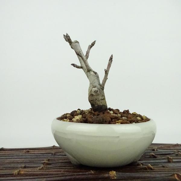 樹種 　姫林檎　ヒメリンゴ　(バラ科リンゴ属：落葉樹)サイズ 　樹高 約12センチ　横幅 約7センチ　奥行 約4センチ　幹太 約2センチ撮影日 　撮影日　2024/3/23■植物ですので撮影時期や季節によって剪定などの手入れにより写真から変...