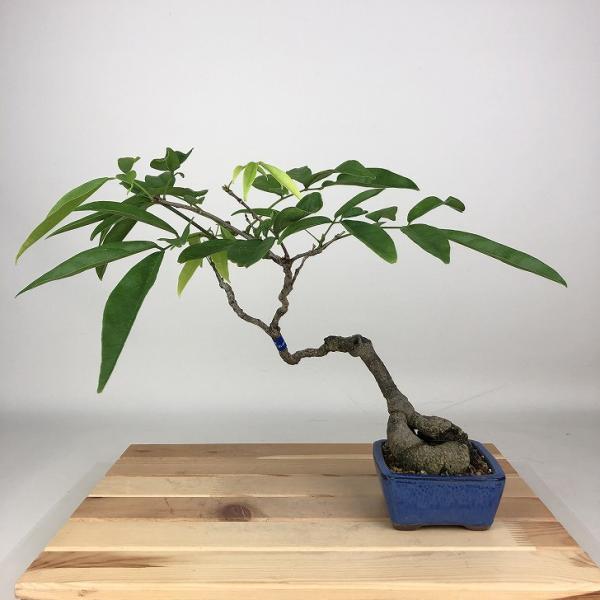 樹種 　藤　台湾サッコウフジ　(マメ科 ナツフジ属：落葉樹)サイズ 　樹高　約15センチ　横幅　約36センチ　奥行　約31センチ　幹太　約1.5センチ撮影日 　撮影日　2025/6/28■植物ですので撮影時期や季節によって剪定などの手入れに...