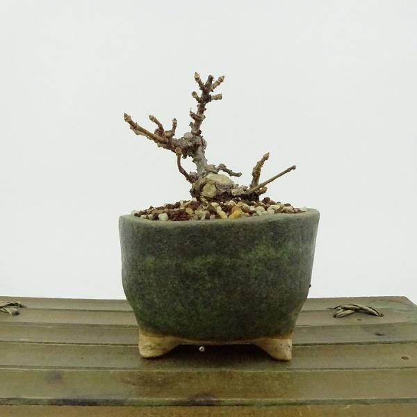 樹種 　糊空木　ノリウツギ　　(アジサイ科：落葉樹)サイズ 　樹高 約7センチ　横幅 約8センチ　奥行 約6センチ　幹太 約2センチ撮影日 　撮影日　2025/2/10■植物ですので撮影時期や季節によって剪定などの手入れにより写真から変化が...