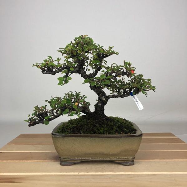 下記、商品説明をご覧ください。スマホの場合は商品情報をもっと見るを押してください。