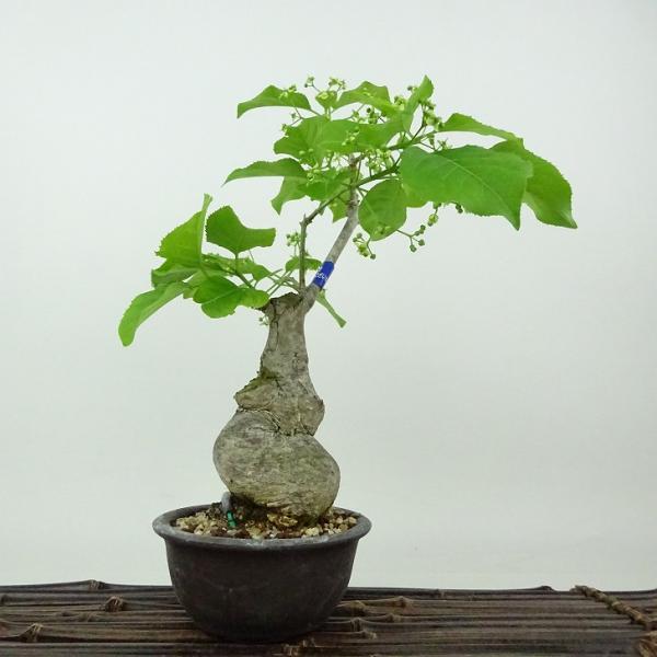 樹種　真弓　マユミ　　（ニシキギ科：落葉広葉樹）サイズ　樹高　約24センチ　横幅　約17センチ　奥行　約18センチ　幹太　約3.5センチ撮影日　撮影日　2025/5/6■植物ですので撮影時期や季節によって剪定などの手入れにより写真から変化が...