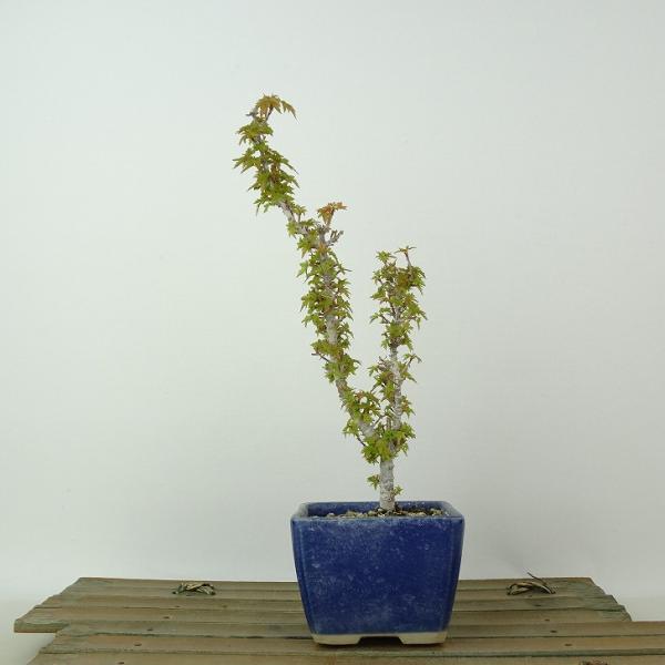 樹種 　琴姫　紅葉　もみじ　　　(カエデ科：落葉樹)サイズ 　樹高　約20センチ　横幅　約8センチ　奥行　約5センチ　幹太　約0.5センチ撮影日 　撮影日　2025/3/26■植物ですので撮影時期や季節によって剪定などの手入れにより写真から...