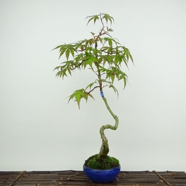 樹種　荒皮　紅葉　もみじ　　　(カエデ科：落葉樹)サイズ　樹高　約41センチ　横幅　約25センチ　奥行　約17センチ　幹太　約1センチ撮影日　撮影日　2025/4/21■植物ですので撮影時期や季節によって剪定などの手入れにより写真から変化が...