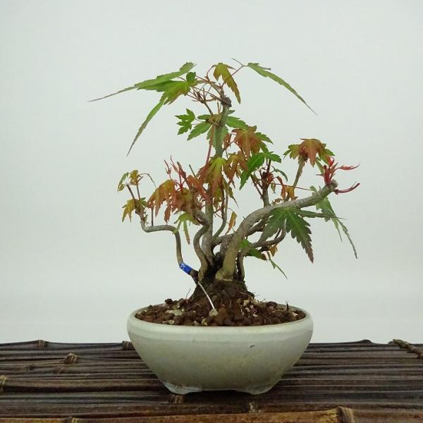 樹種 　紅葉 モミジ　　　(カエデ科：落葉樹)サイズ 　樹高　約16センチ　横幅　約14センチ　奥行　約11センチ撮影日 　撮影日　2025/5/14■植物ですので撮影時期や季節によって剪定などの手入れにより写真から変化がございます。■撮影...