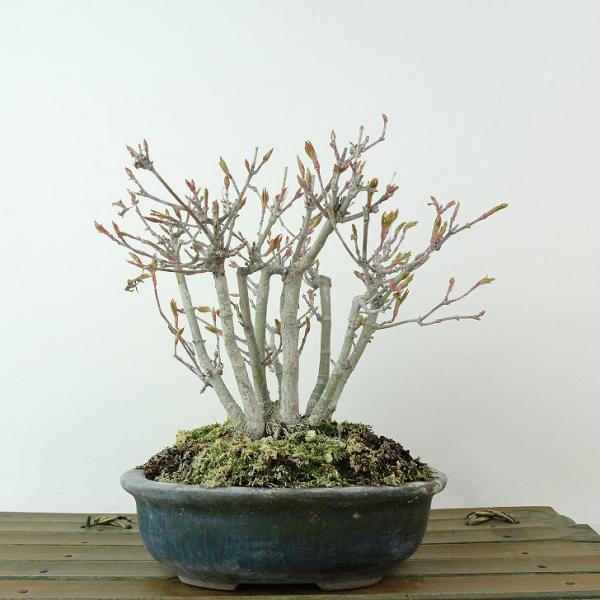 樹種 　紅葉　モミジ　　　(カエデ科：落葉樹)サイズ 　樹高　約13センチ　横幅　約16センチ　奥行　約14センチ撮影日 　撮影日　2025/3/14■植物ですので撮影時期や季節によって剪定などの手入れにより写真から変化がございます。■撮影...