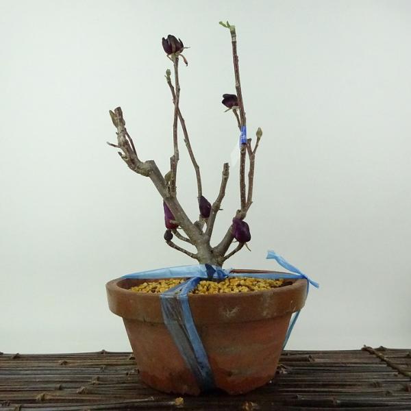 樹種 　木蓮　モクレン　(モクレン科：落葉樹)サイズ 　樹高　約26センチ　横幅　約15センチ　奥行　約13センチ　幹太　約1.5センチ撮影日 　撮影日　2025/4/9■植物ですので撮影時期や季節によって剪定などの手入れにより写真から変化...