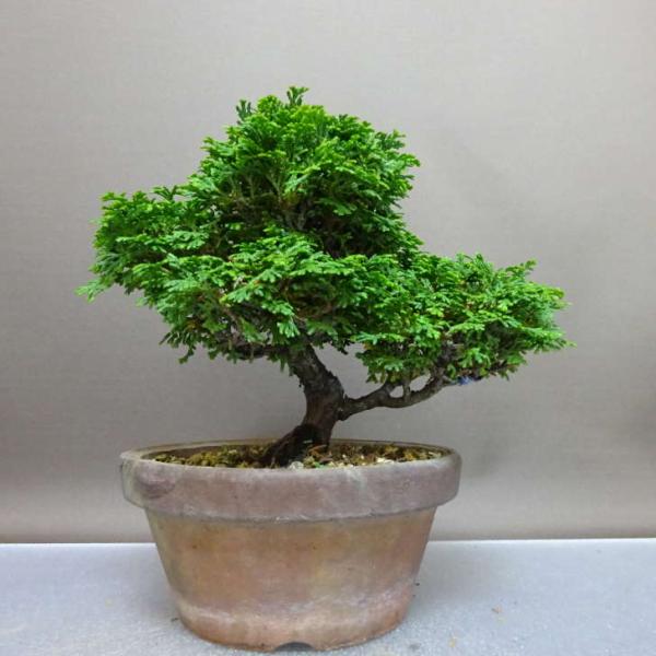 下記、商品説明をご覧ください。スマホの場合は商品情報をもっと見るを押してください。