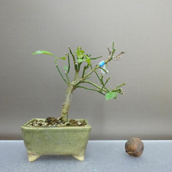 下記、商品説明をご覧ください。スマホの場合は商品情報をもっと見るを押してください。