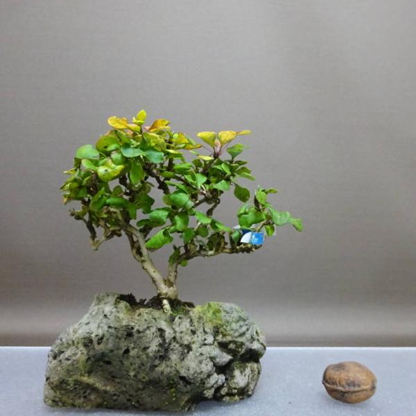 下記、商品説明をご覧ください。スマホの場合は商品情報をもっと見るを押してください。