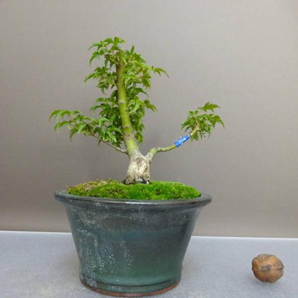 下記、商品説明をご覧ください。スマホの場合は商品情報をもっと見るを押してください。