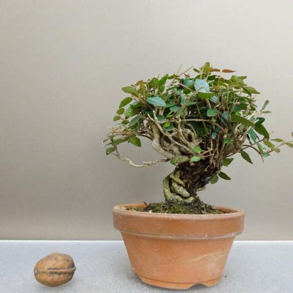 下記、商品説明をご覧ください。スマホの場合は商品情報をもっと見るを押してください。