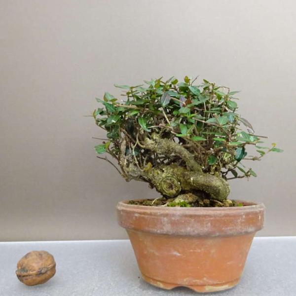 下記、商品説明をご覧ください。スマホの場合は商品情報をもっと見るを押してください。