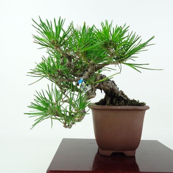 下記、商品説明をご覧ください。スマホの場合は商品情報をもっと見るを押してください。