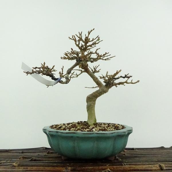 下記、商品説明をご覧ください。スマホの場合は商品情報をもっと見るを押してください。