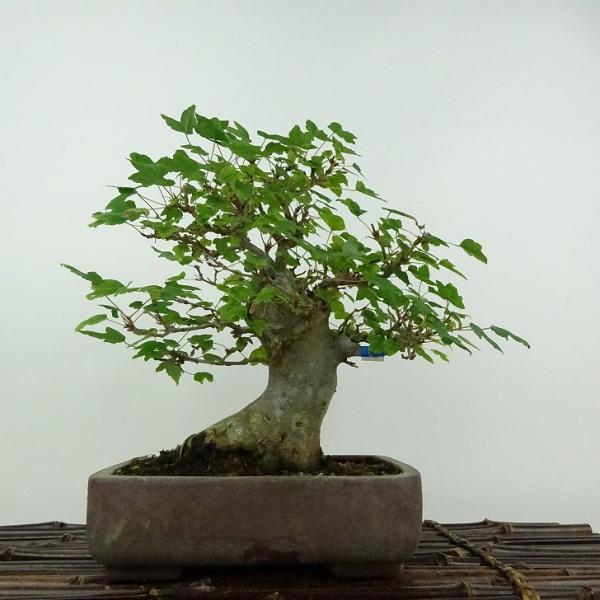 下記、商品説明をご覧ください。スマホの場合は商品情報をもっと見るを押してください。