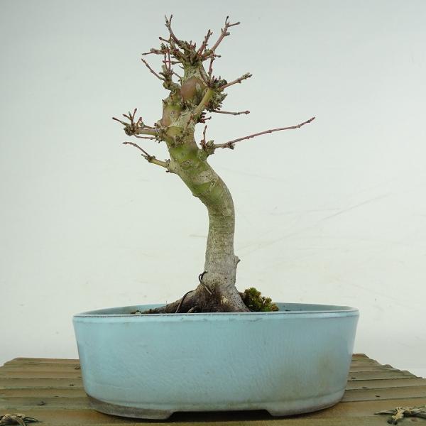 下記、商品説明をご覧ください。スマホの場合は商品情報をもっと見るを押してください。