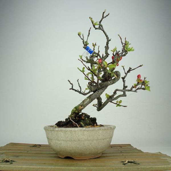 下記、商品説明をご覧ください。スマホの場合は商品情報をもっと見るを押してください。