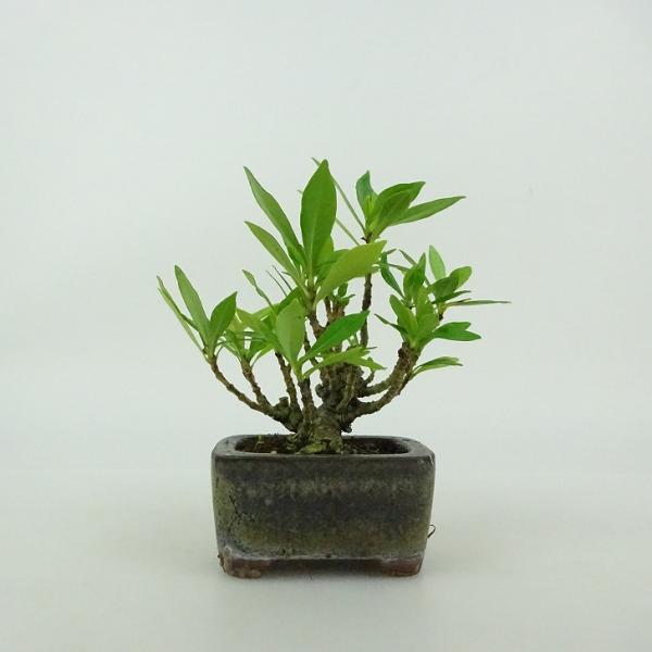 下記、商品説明をご覧ください。スマホの場合は商品情報をもっと見るを押してください。