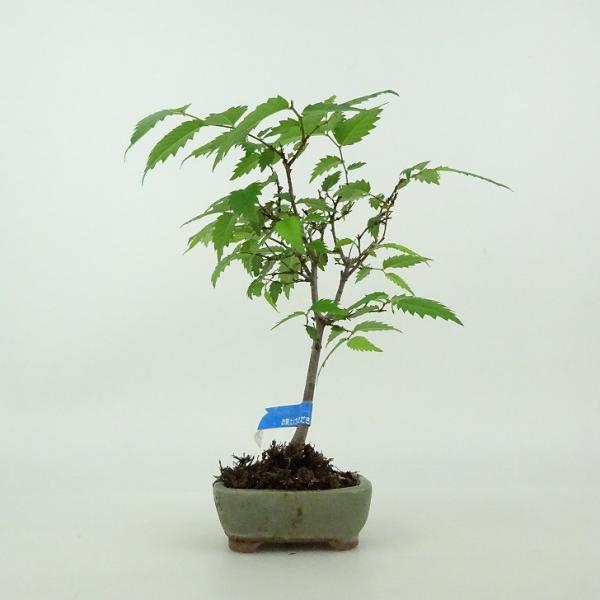 下記、商品説明をご覧ください。スマホの場合は商品情報をもっと見るを押してください。