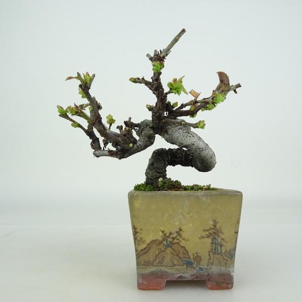 下記、商品説明をご覧ください。スマホの場合は商品情報をもっと見るを押してください。