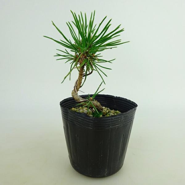 樹種 　黒松 クロマツ　　(マツ科：常緑針葉樹)サイズ 　樹高 　約8〜9センチ　横幅　 約6〜9センチ　奥行　 約5〜7センチ　幹太 　約0.3〜0.5センチ　撮影日 2023/3/17※ 数量物の商品になりますので、商品画像は見本になり...