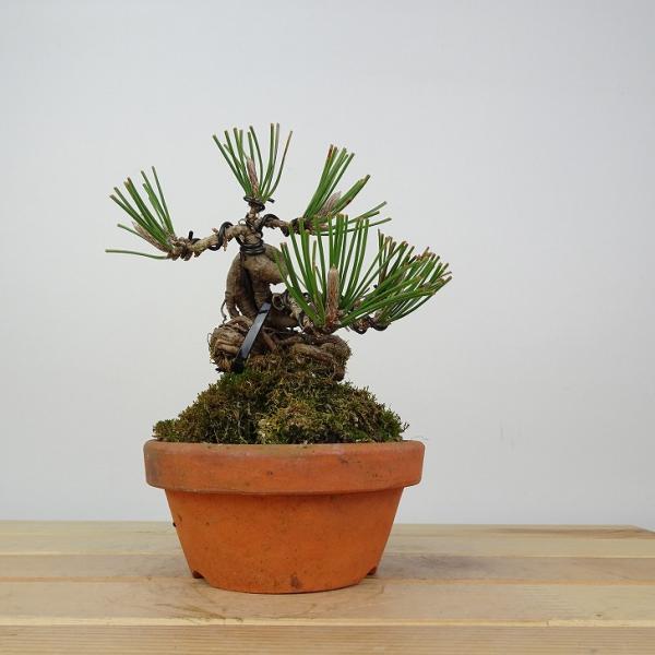 下記、商品説明をご覧ください。スマホの場合は商品情報をもっと見るを押してください。