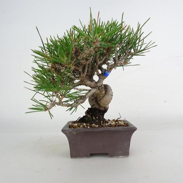 下記、商品説明をご覧ください。スマホの場合は商品情報をもっと見るを押してください。