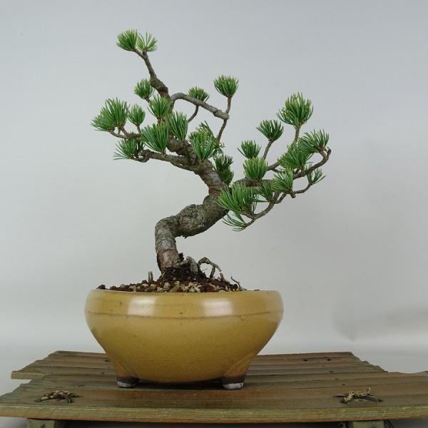 下記、商品説明をご覧ください。スマホの場合は商品情報をもっと見るを押してください。