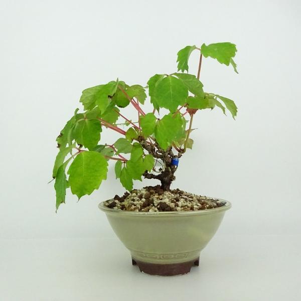 樹種 　蔦　ツタ　　　(ブドウ科ツタ属：落葉樹)サイズ 　樹高　約14〜16センチ　横幅　約20〜22センチ　奥行　約20〜22センチ　幹太　約0.8〜1センチ鉢のサイズ　高さ 約6センチ　　横幅　約13センチ※数量物の商品になりますので、...