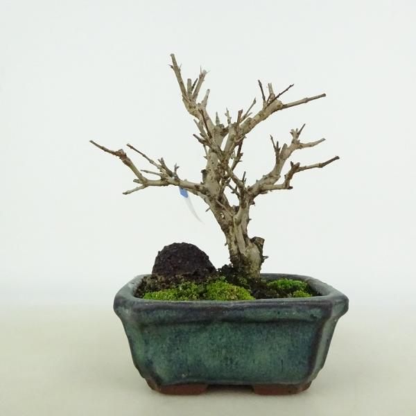 樹種 　石榴　ザクロ　　　(ミソハギ科ザクロ属：落葉樹)サイズ 　樹高 　約12〜13センチ　横幅　 約12〜13センチ　奥行　 約9〜10センチ　幹太　 約1.5〜1.8センチ鉢のサイズ　高さ　 約4.8センチ　　横幅　 約11センチ※　...