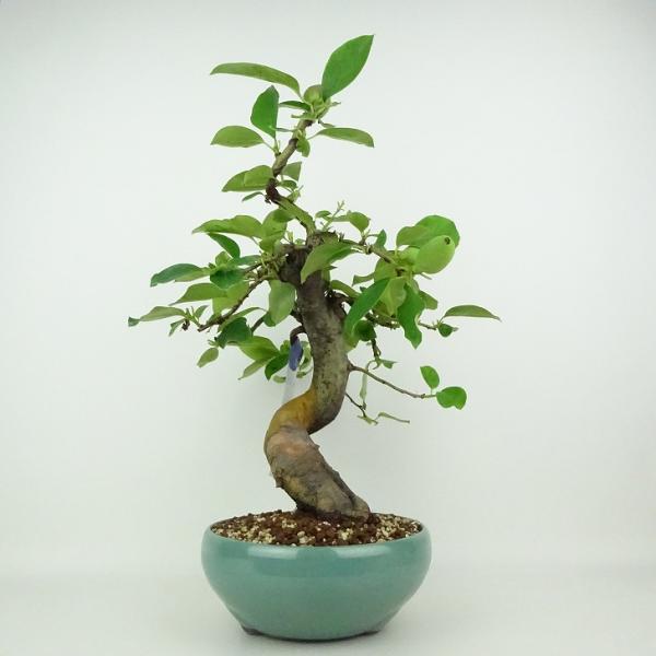 樹種 　花梨　カリン　(バラ科カリン属：落葉樹)サイズ 　樹高　約37〜39センチ　横幅　約28〜30センチ　奥行　約27〜29センチ　幹太　約4〜4.5センチ鉢のサイズ　高さ 約8センチ　　横幅　約19センチ※数量物の商品になりますので、...