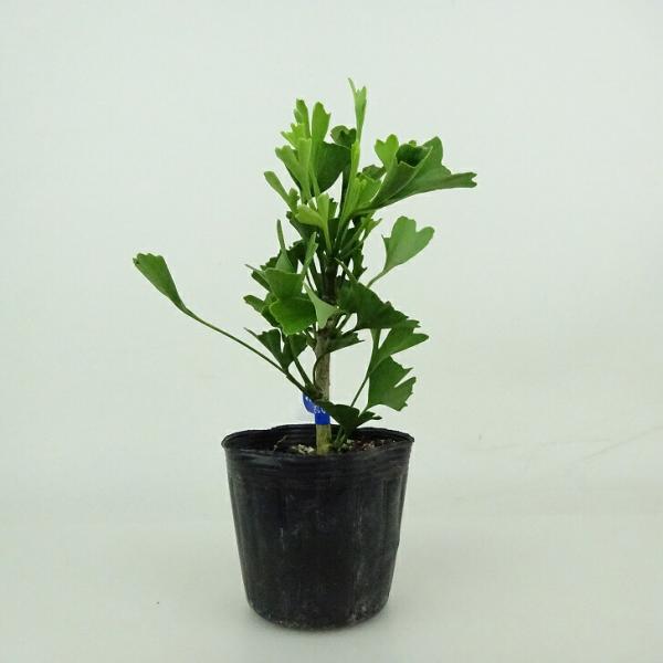 樹種 　銀杏　イチョウ　(イチョウ科：落葉樹)サイズ 　樹高　約12〜14センチ　横幅　約12〜13センチ　奥行　約12〜13センチ　幹太　約0.5〜0.8センチ鉢のサイズ　高さ 約6センチ　　横幅　約7.5センチ※数量物の商品になりますの...