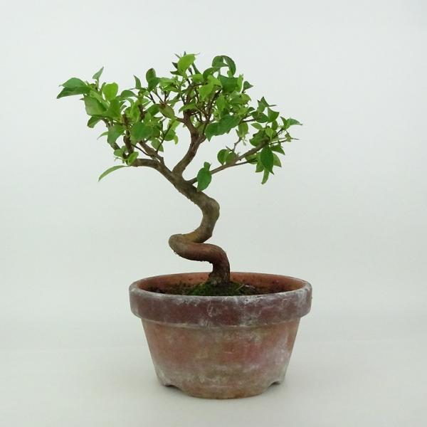 樹種 　姫沙羅　ヒメシャラ　(ツバキ科ナツツバキ属：落葉樹)サイズ 　樹高　約19〜20センチ　横幅　約18〜19センチ　奥行　約14〜15センチ　幹太　約1〜1.3センチ鉢のサイズ　高さ　約7.5センチ　　横幅　約15センチ※数量物の商品...