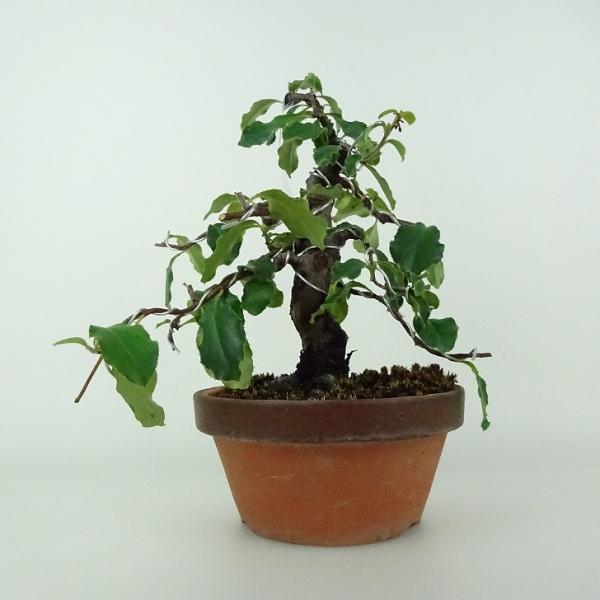 下記、商品説明をご覧ください。スマホの場合は商品情報をもっと見るを押してください。