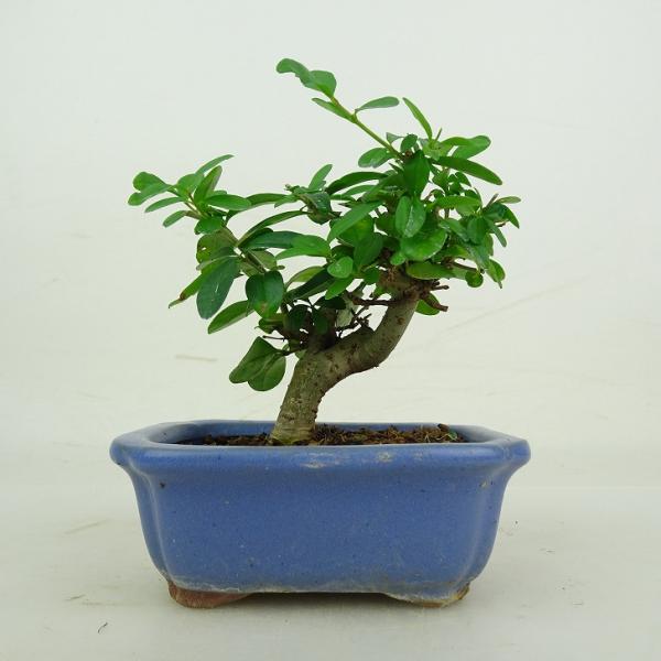 下記、商品説明をご覧ください。スマホの場合は商品情報をもっと見るを押してください。