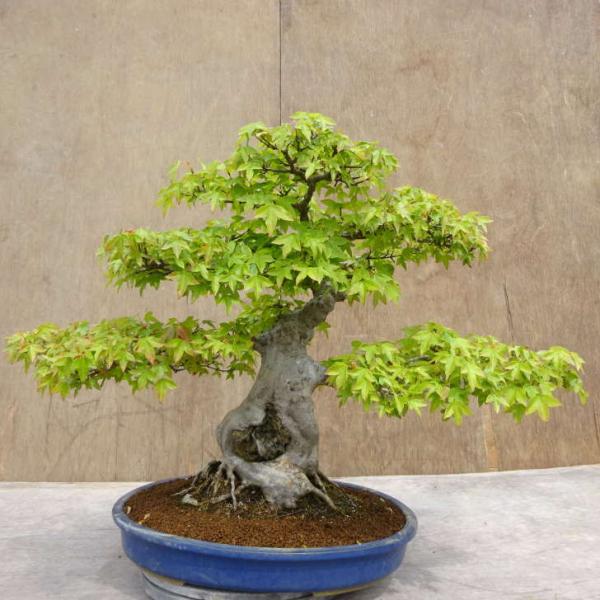 樹種 　楓　カエデ　　　(カエデ科：落葉樹)サイズ 【中型盆栽】　樹高　約47センチ　横幅　約72センチ　奥行　約45センチ　幹太　約9センチ撮影日 　撮影日　2025/5/12■植物ですので撮影時期や季節によって剪定などの手入れにより写真...
