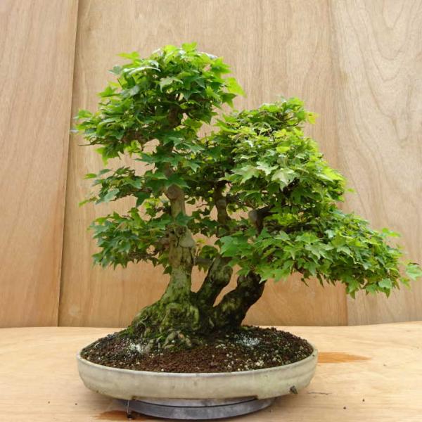 樹種 　楓 三幹　カエデ　　　(カエデ科：落葉樹)サイズ 【中型盆栽】　樹高　約48センチ　横幅　約50センチ　奥行　約44センチ　根元　約18センチ撮影日 　撮影日　2025/6/13■植物ですので撮影時期や季節によって剪定などの手入れに...