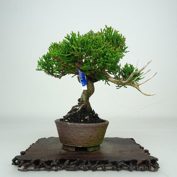 下記、商品説明をご覧ください。スマホの場合は商品情報をもっと見るを押してください。