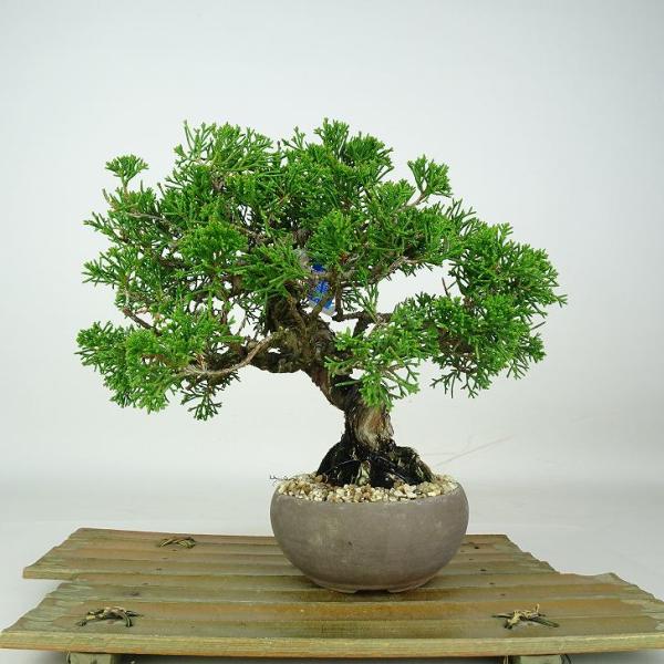 下記、商品説明をご覧ください。スマホの場合は商品情報をもっと見るを押してください。