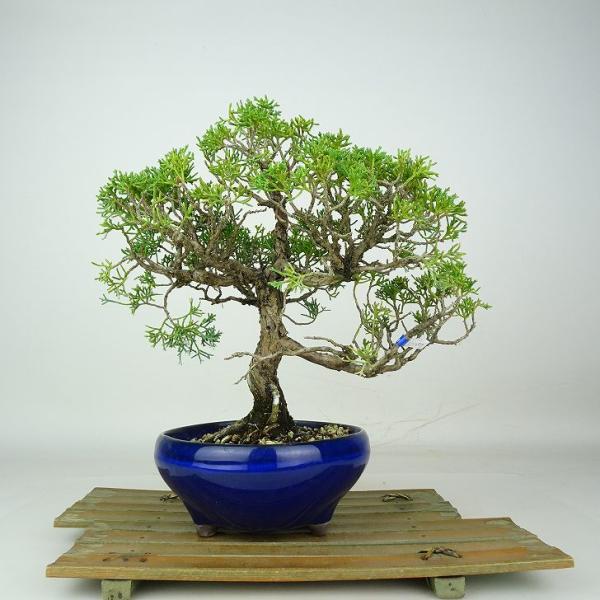 下記、商品説明をご覧ください。スマホの場合は商品情報をもっと見るを押してください。