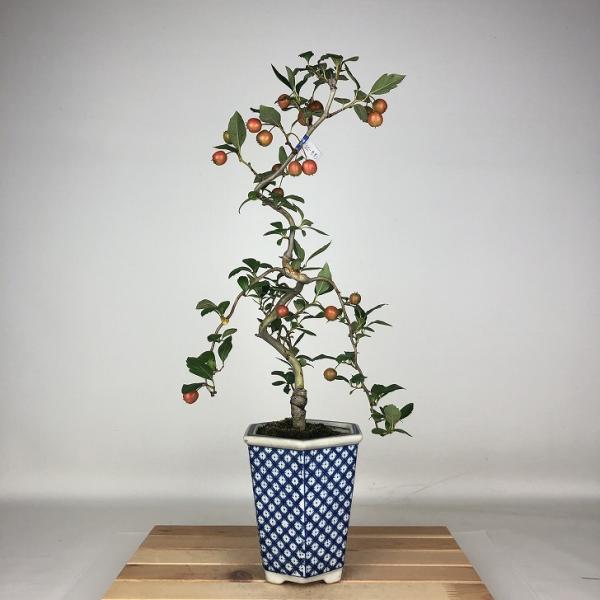 下記、商品説明をご覧ください。スマホの場合は商品情報をもっと見るを押してください。