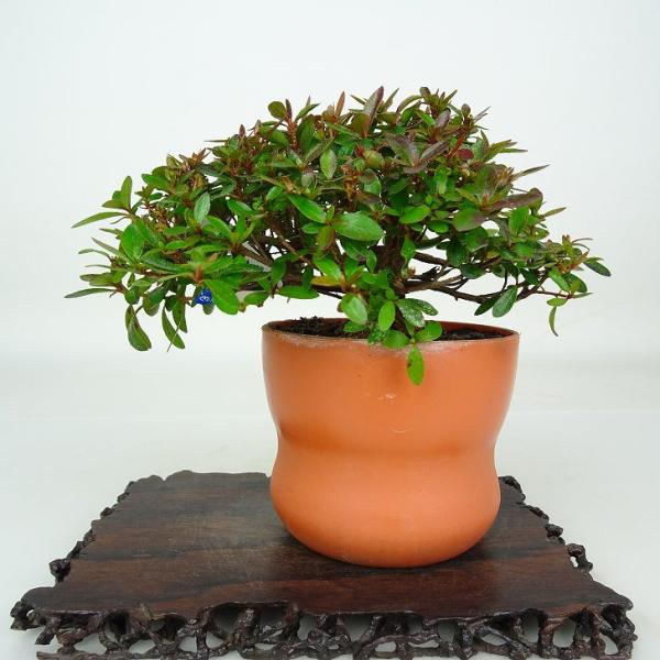 下記、商品説明をご覧ください。スマホの場合は商品情報をもっと見るを押してください。