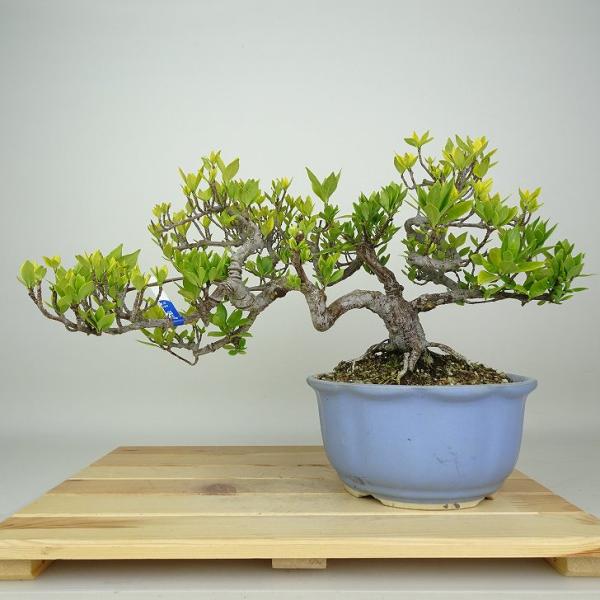 下記、商品説明をご覧ください。スマホの場合は商品情報をもっと見るを押してください。