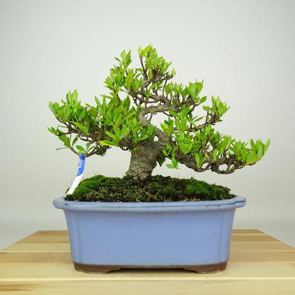 下記、商品説明をご覧ください。スマホの場合は商品情報をもっと見るを押してください。