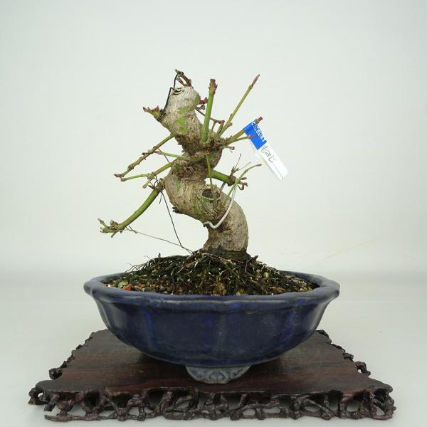 下記、商品説明をご覧ください。スマホの場合は商品情報をもっと見るを押してください。