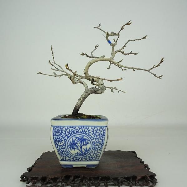 下記、商品説明をご覧ください。スマホの場合は商品情報をもっと見るを押してください。