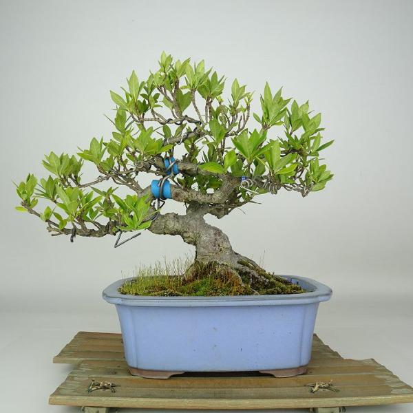 下記、商品説明をご覧ください。スマホの場合は商品情報をもっと見るを押してください。