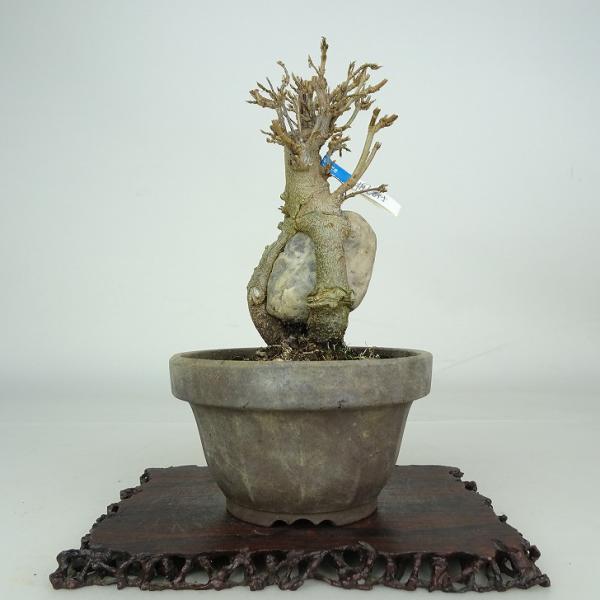 下記、商品説明をご覧ください。スマホの場合は商品情報をもっと見るを押してください。