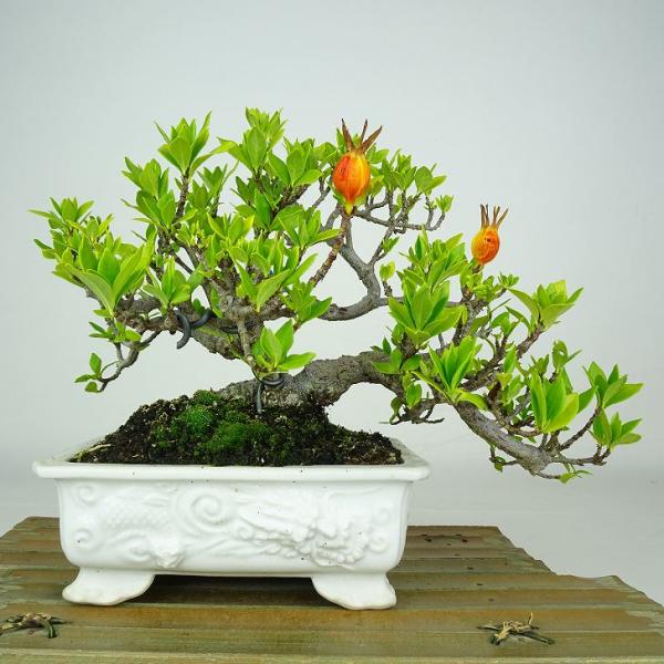 下記、商品説明をご覧ください。スマホの場合は商品情報をもっと見るを押してください。